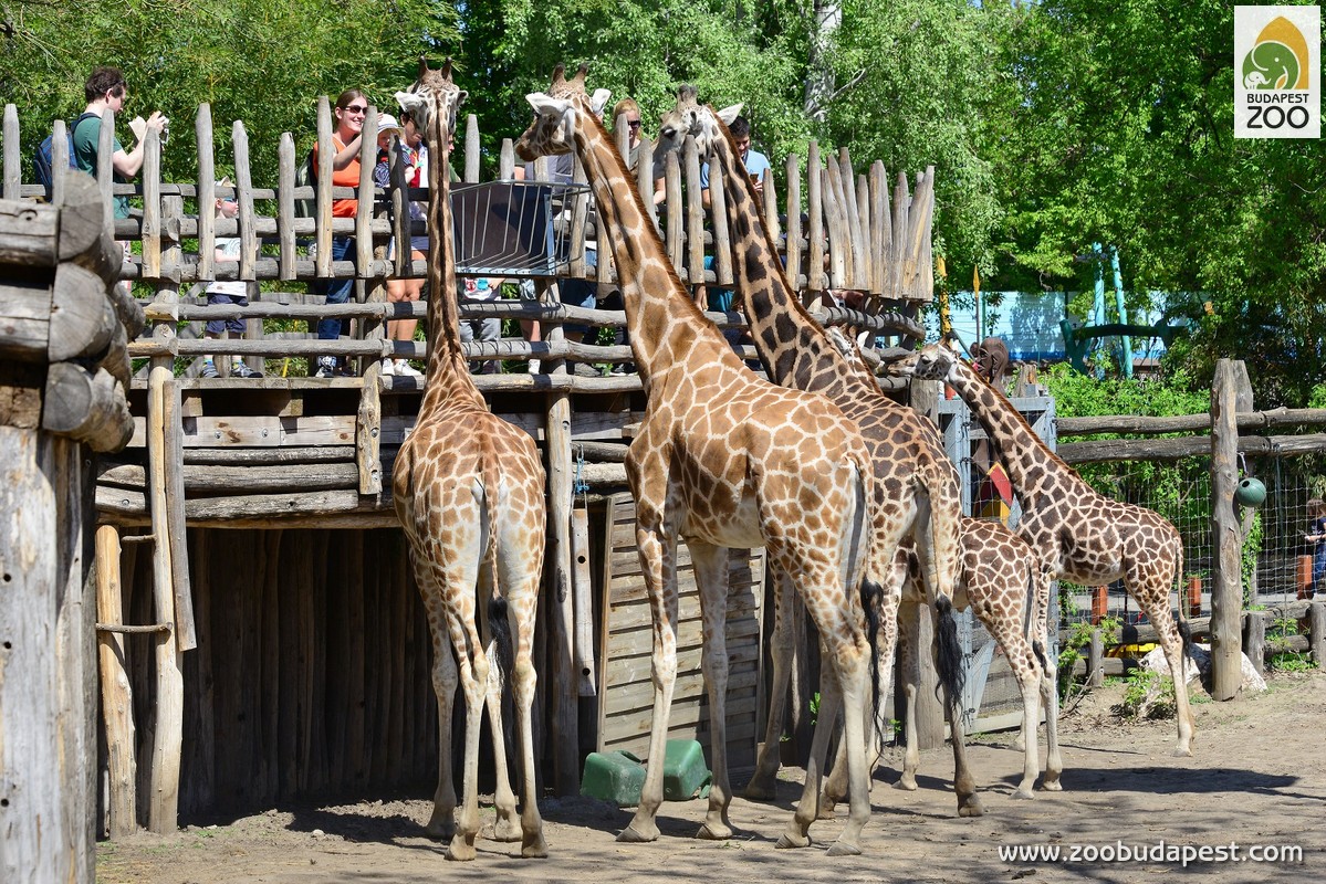 Program - Órarend - Zoo Tábor